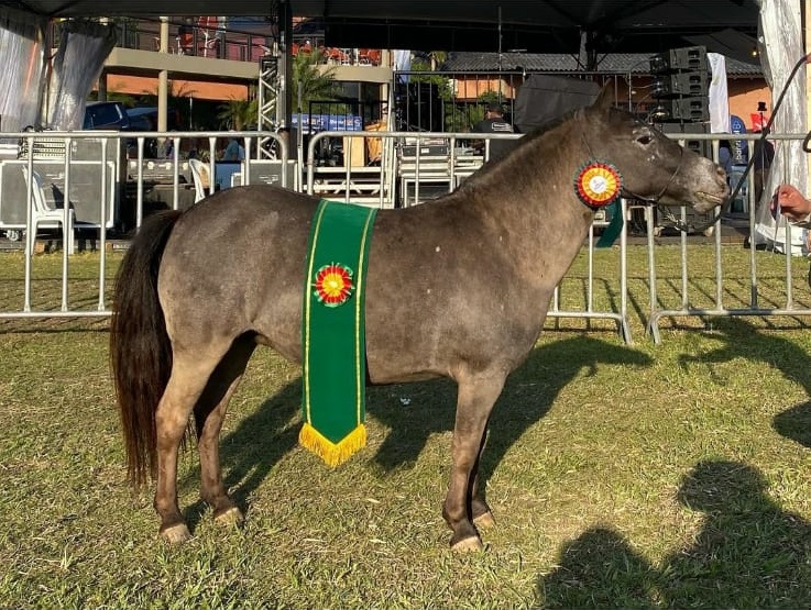 Resultados da EXPOINTER Esteio/RS 2023 - Mini Pônei SP