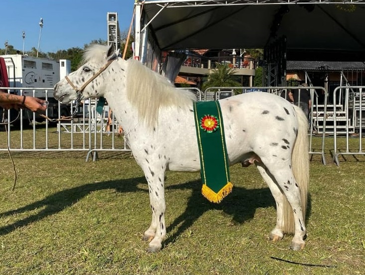 Resultados da EXPOINTER Esteio/RS 2023 - Mini Pônei SP