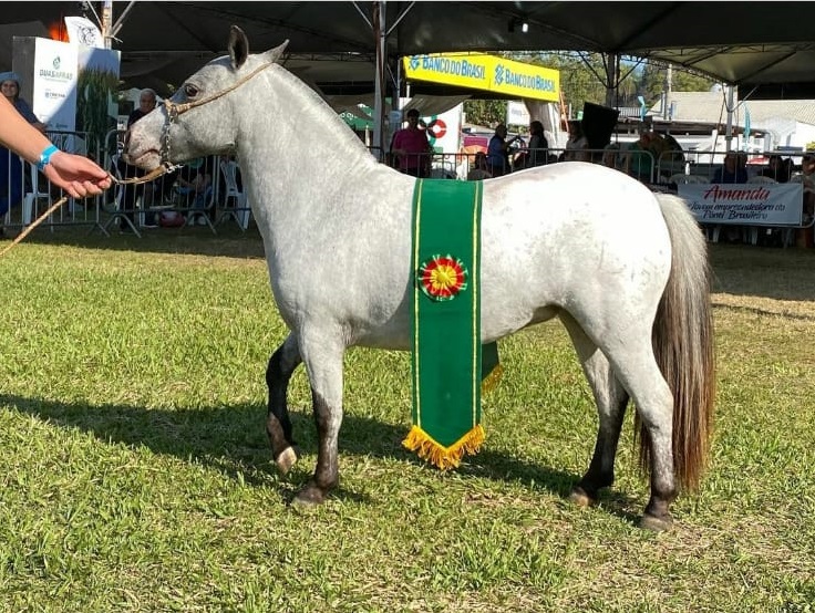 Resultados da EXPOINTER Esteio/RS 2023 - Mini Pônei SP
